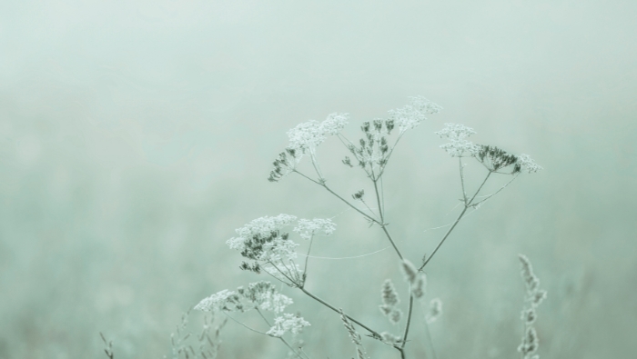 Perinatal Care in Madison – Nature's Pathway Article